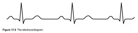 Electrocardiogram Diagram Quizlet