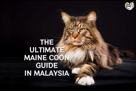 Maine Coon Lynx