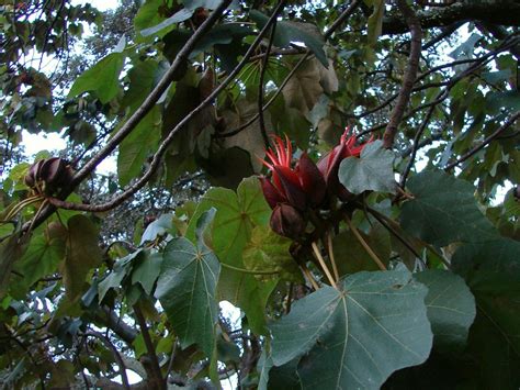 Myphotopics Chiranthodendron Pentadactylon