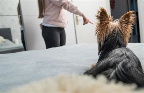 Unerw Nschte Zweisamkeit Warum Greift Mein Hund Beim Sex Ein