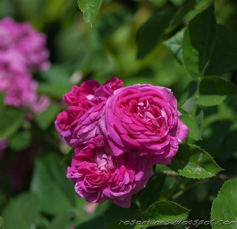 A Rose Is A Rose The Rose House On The Corner