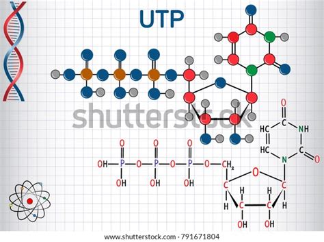 Uridine Triphosphate Utp Nucleotide Molecule Used Stock Vector Royalty Free 791671804