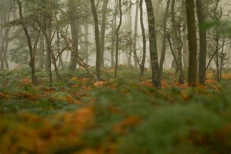 Forests Fog Grass Trees HD Wallpaper Rare Gallery