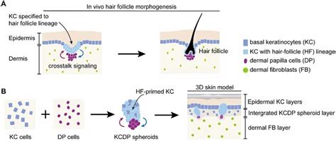 Experimental Schema A Illustration Of Cross Talk Signalling Between Download Scientific