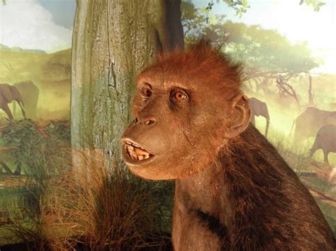 Pin Di Alfonso Pantoja Su Paleoantropologia