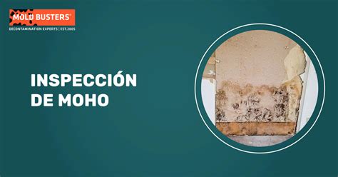 Servicios De Inspección De Moho Certificados Mold Busters
