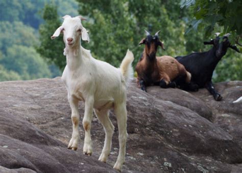 Kiko Goats Everything You Need To Know About This Breed