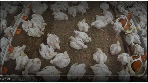 Chicken Detector Object Detection Dataset By Tubes SDR