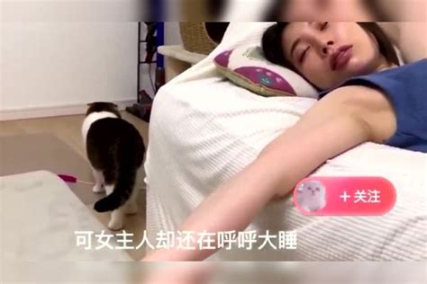 天亮了，主人还在做梦，猫咪果断用决战把主人叫醒主人猫咪决战