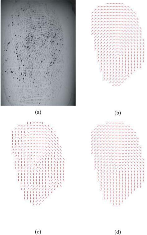 Figure 3 From A Div Curl Regularization Model For Fingerprint Orientation Extraction Semantic