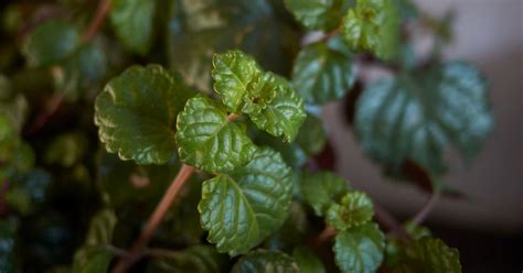 16 La Millonaria Planta RehmaRentaro