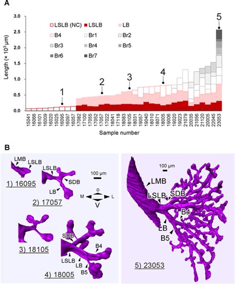 Branching Morphogenesis Plos One