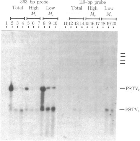Hybridization Of 32p Labeled Pdc 29 Insert Dna To Pstv And To Rna