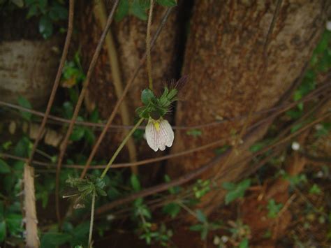 Blepharis Eflora Of India