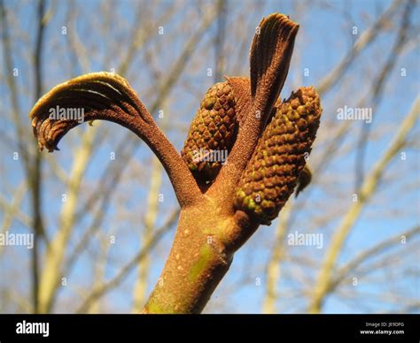 Pterocarya Fraxinifolia Commonly Known As The Caucasian Wingnut Is A Deciduous Tree Native To