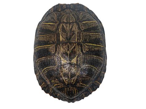 Turtle Shell Turtle Shell