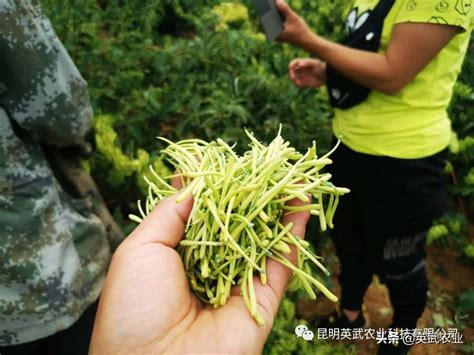 金银花种植技术与栽培管理总结 金银花种植技术和管理经验 生活 布条百科