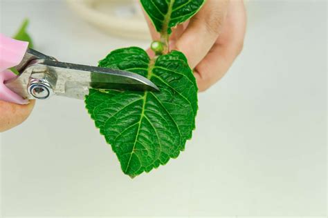 绣球花图片欣赏 花百科