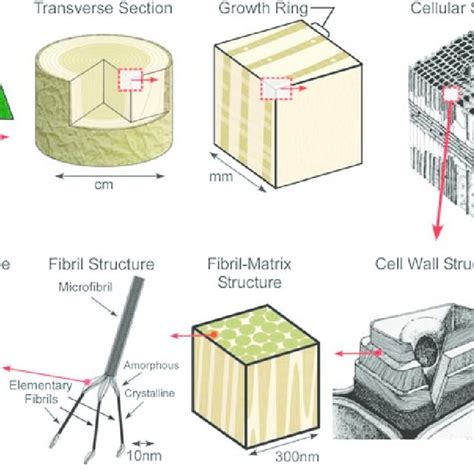 Schematic Of The Tree Hierarchical Structure 113 Reprinted With