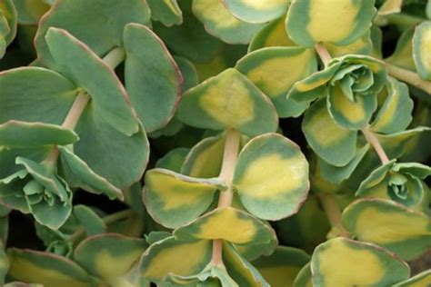 Hylotelephium Sieboldii “mediovariegatum”