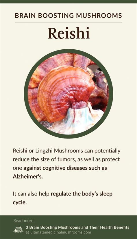 Bad Lesson Plan Examples Stuffed Mushrooms Mushroom Benefits Herbs For Health