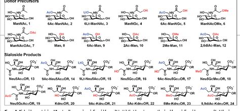 Figure 1 From Advances In The Biology And Chemistry Of Sialic Acids