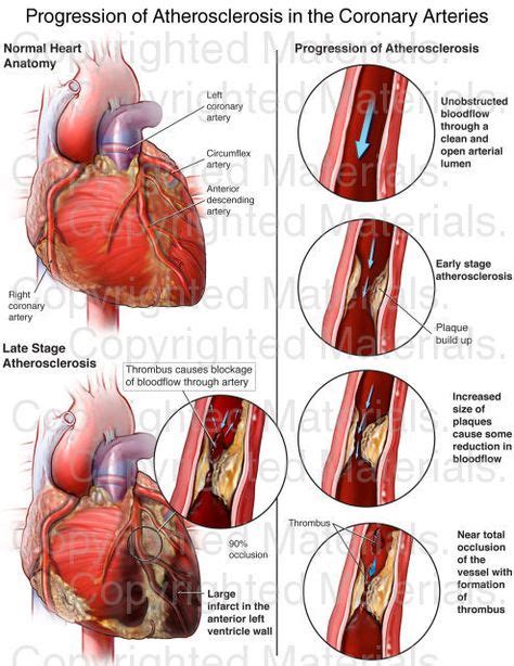 What Are Glial Cells Different Types Of Glial Cells And Its Functions Nerve Cell Structure