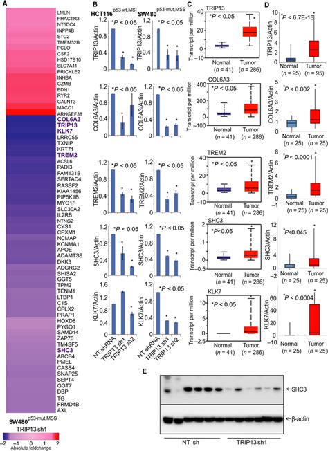 Trip13 Downstream Targets In Crcs A Rna Sequencing Data Of