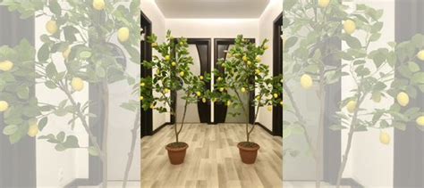 Дерево Лимон Новые купить в Москве по низкой цене Товары для дома и дачи Авито