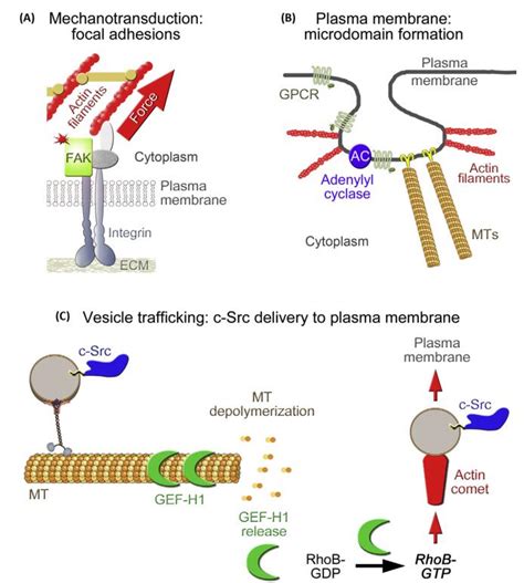 Cytoskeleton Pathway Phosphorylation Antibody Array Creative Biolabs