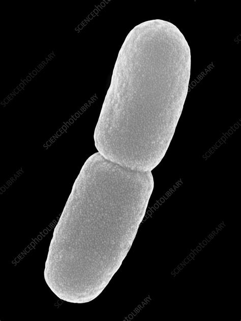 Pseudomonas Aeruginosa Bacteria Sem Stock Image C037 0647