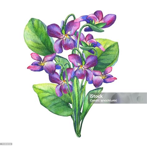 향기로운 제비 꽃 야생 꽃 의 꽃다발 수채화 손으로 그린 그림을 흰색 배경에 고립 된 그림 English Violet에 대한 스톡 벡터 아트 및 기타 이미지 Istock