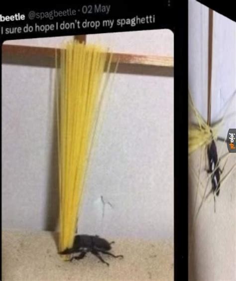 Spoiler Alert Jeja Pl