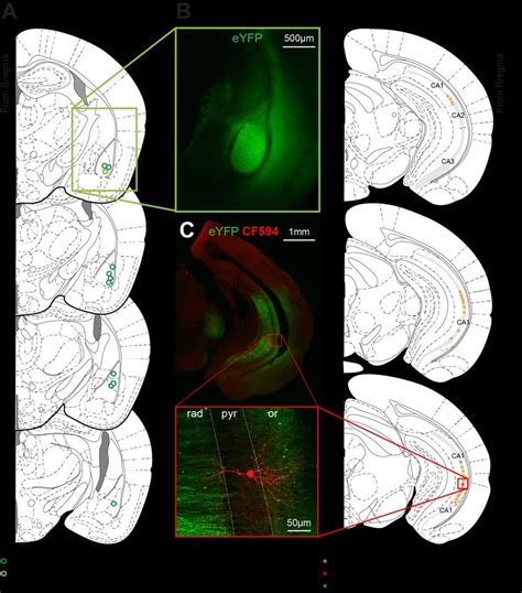 Figure S7 Histological Verification Of Viral Injection Placements And Download Scientific