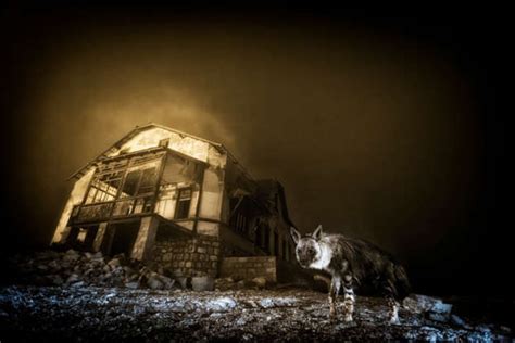 9 Year Old Brit Wins Prestigious Award In The Wildlife Photographer Of