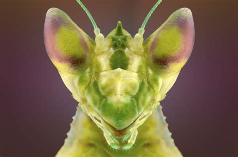 These Close Up Shots Of Tropical Bugs Are Beautifully Frightening