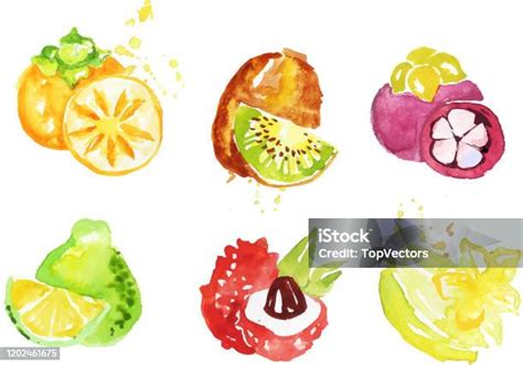 육즙이 잘 익은 열대 과일 컬렉션 감 망고스틴 키위 포멜로 열매 카람볼라 수채화 손 그림 벡터 그림 과일에 대한 스톡 벡터 아트 및 기타 이미지 Istock