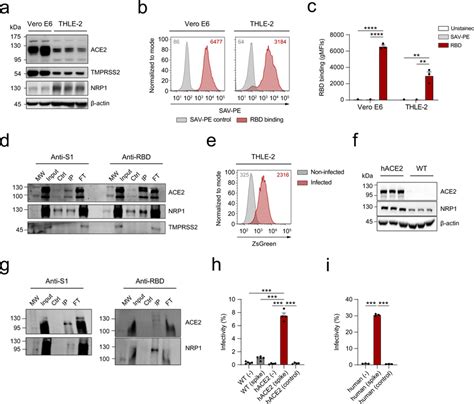 The Spike Of Sars Cov 2 Binds To Human Hepatocytes And Hepatocytes