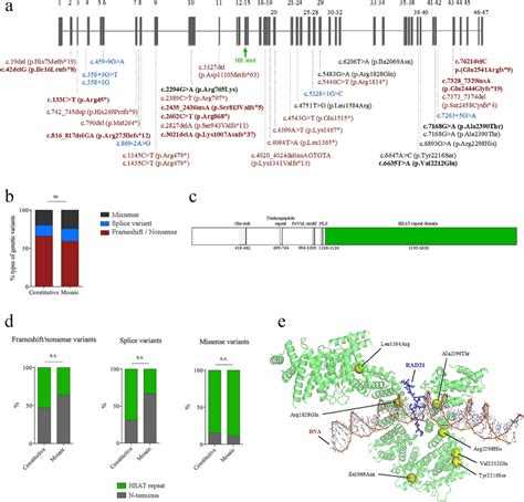 Pzm In The Nipbl Gene A Schematic Representation Of The Nipbl Gene