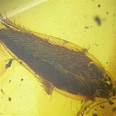 Found Fossil Cockroach Species 370 Million Years Ago Found Fossil Cockroach Species 370 Million Years Ago