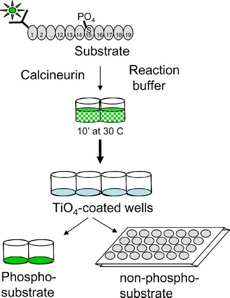 Figure 1 From A Fluorimetric Method For Determination Of Calcineurin Activity Semantic Scholar
