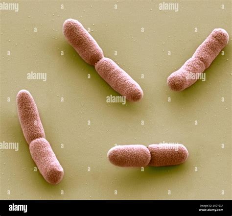 E Coli Bacteria Coloured Scanning Electron Micrograph Sem Of Escherichia Coli Bacteria E