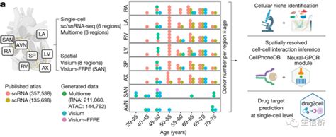 【文献速递】人类心脏细胞图谱的最新研究：揭示心跳的起源和药物的影响 知乎