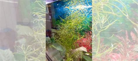 Аквариумное растение купить в Москве Животные и зоотовары Авито