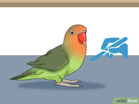How To Determine The Sex Of A Lovebird Steps With Pictures