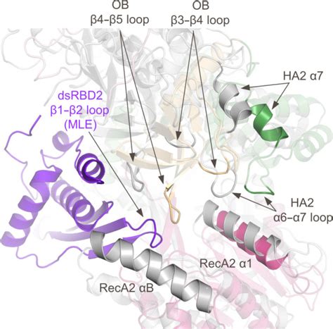 Crystal Structures Of The Dexh Box Rna Helicase Dhx9 Pmc