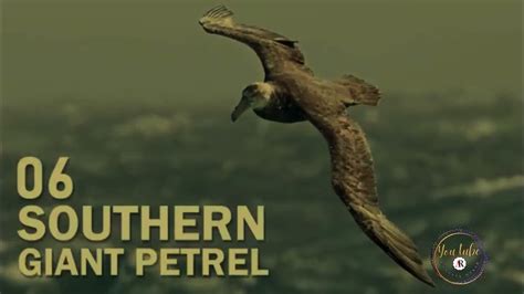 Eagle Attack Crobra Snak Youtube