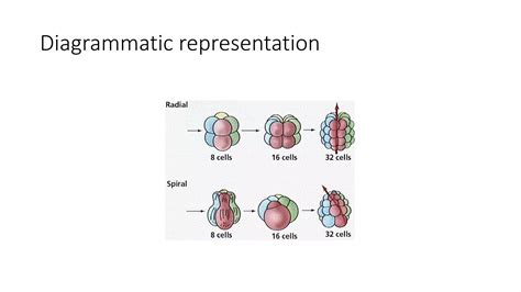 Echinoderm Embryology Pptx