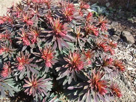 Euphorbia X Martini Walbertons® Rudolph Pp17257 Euphorbia X Martini