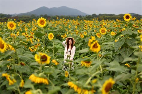 전라도 8월 가볼만한곳 고창 학원농장 청보리밭 해바라기 축제 황화코스모스 배롱나무 맥문동 꽃구경코스 네이버 블로그